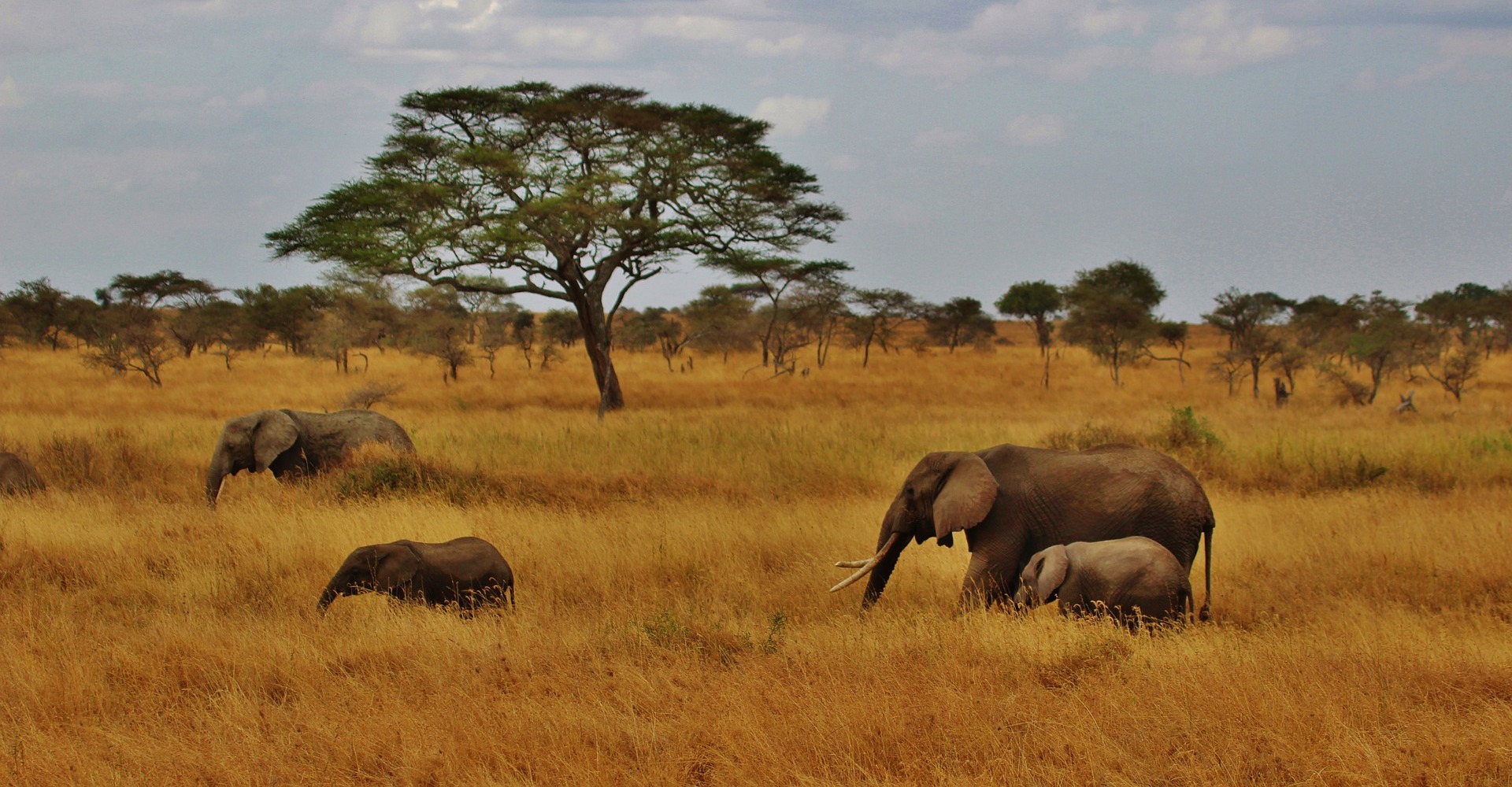 Selous Game Reserve - Everything You Need to Know | Backpacker Boy