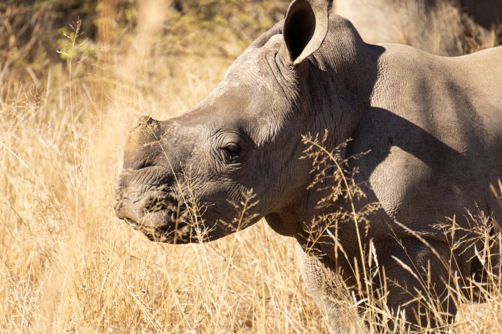 Pilanesberg Game Reserve: Everything You Need to Know About ...